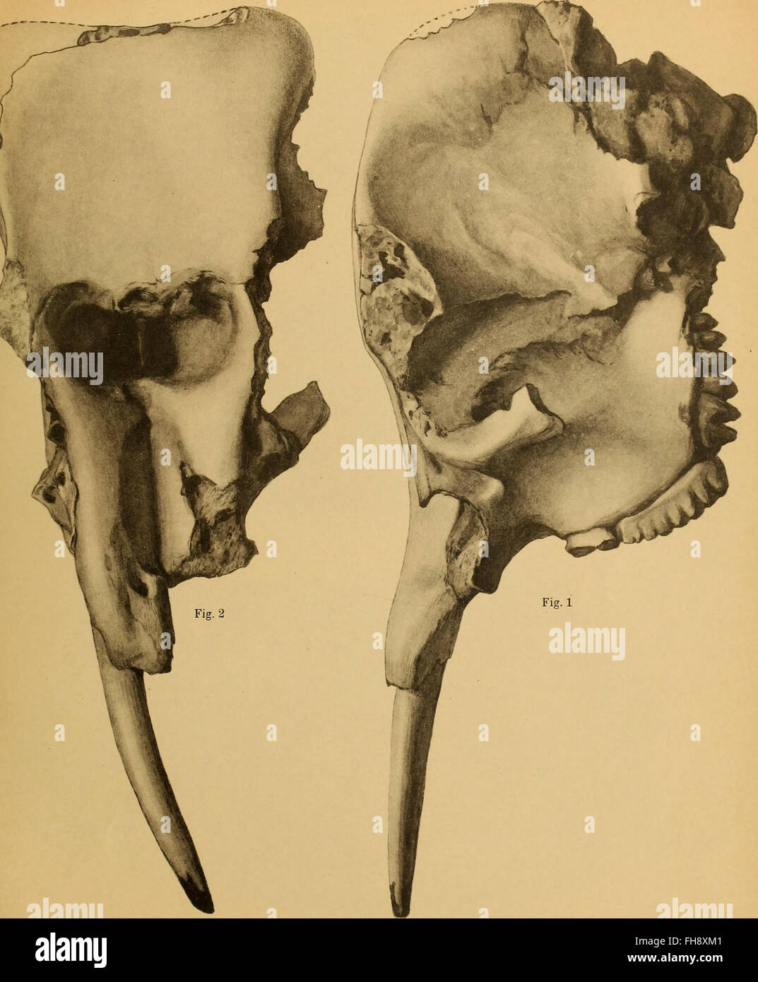 A study on the Pithecanthropus layers in Java, published in 1907 and ...