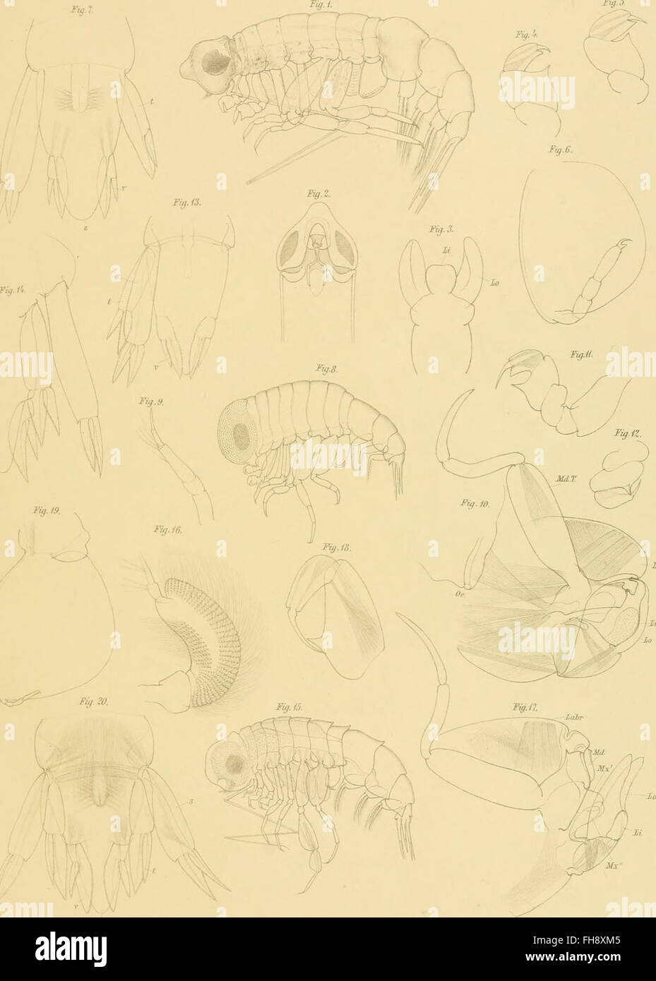 A scientific study from 1887 on the Platysceliden family of insects ...