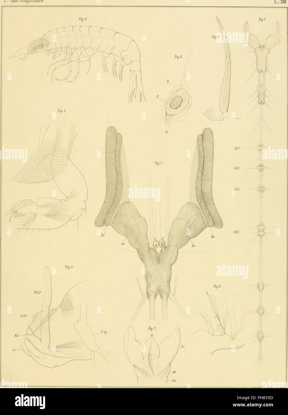 A 1887 study on Platyscelidae, a family of beetles, focusing on their ...