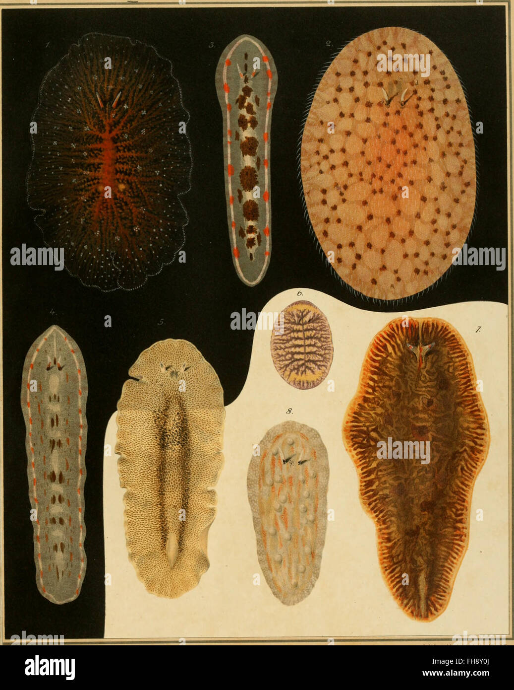 The Polyclads (Planarians) of the Gulf of Naples and Adjacent Seas ...