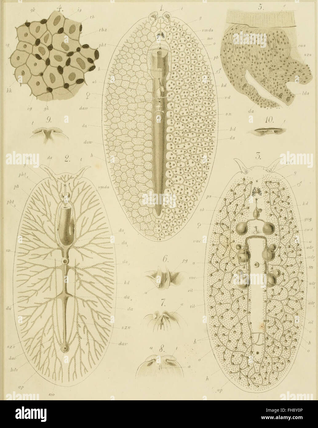 The polyclad flatworms (seeplanarians) of the Gulf of Naples and ...