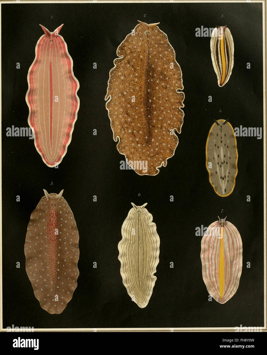Study of flatworms hi-res stock photography and images - Alamy