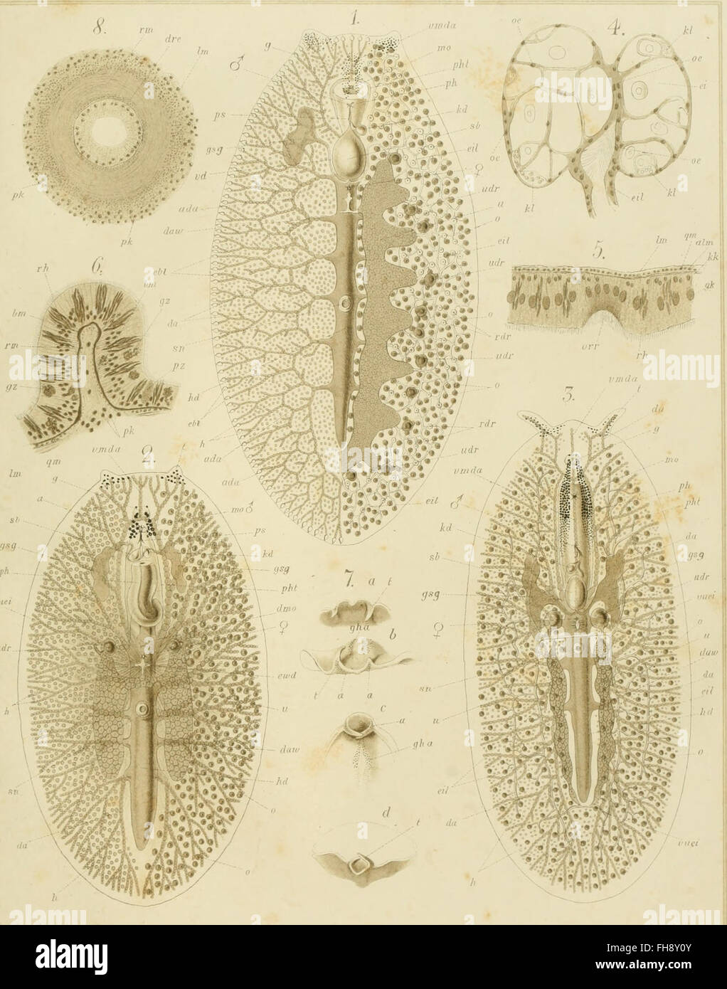 Seeplanarians hi-res stock photography and images - Alamy