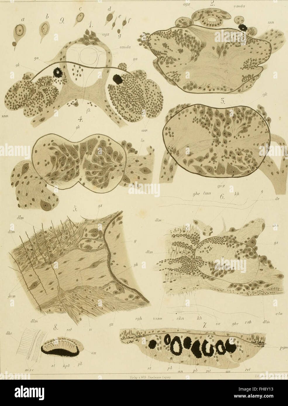 The polyclads (sea planarians) of the Gulf of Naples and the ...