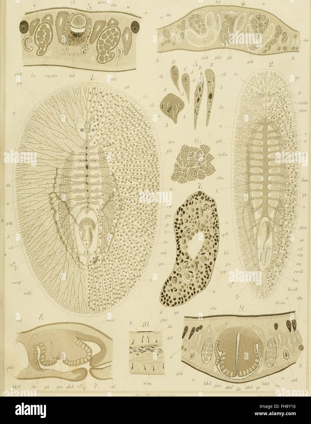 Seeplanarians hi-res stock photography and images - Alamy