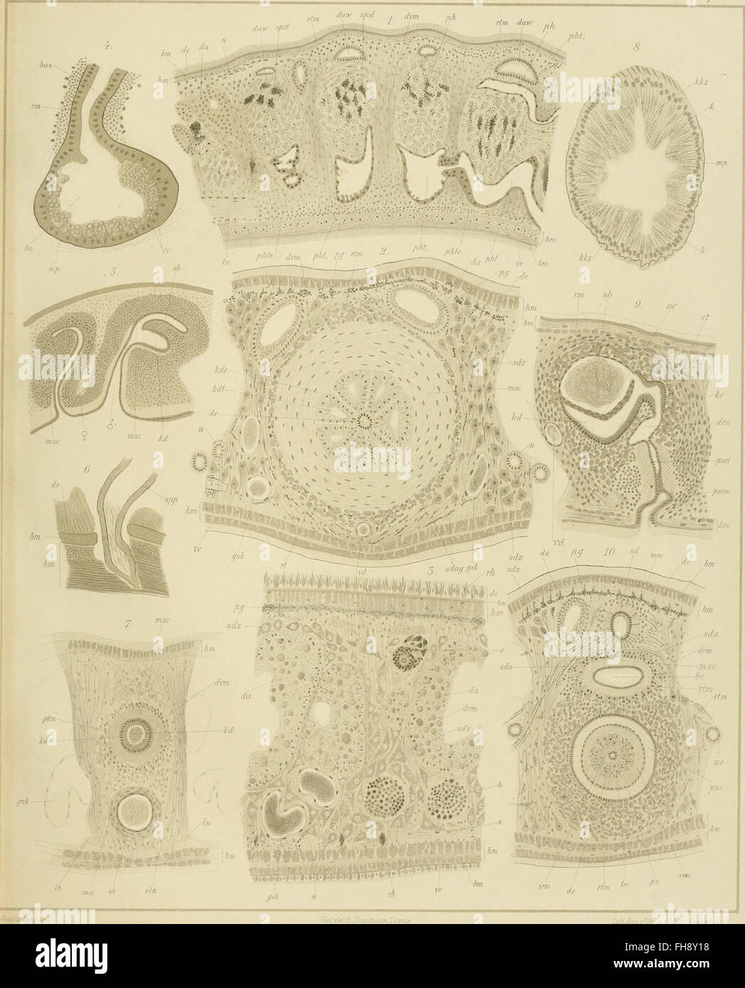 A study of polyclad flatworms in the Gulf of Naples, focusing on their ...
