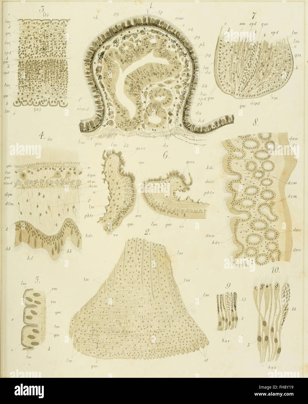 The polyclad flatworms (seeplanarians) of the Gulf of Naples and ...