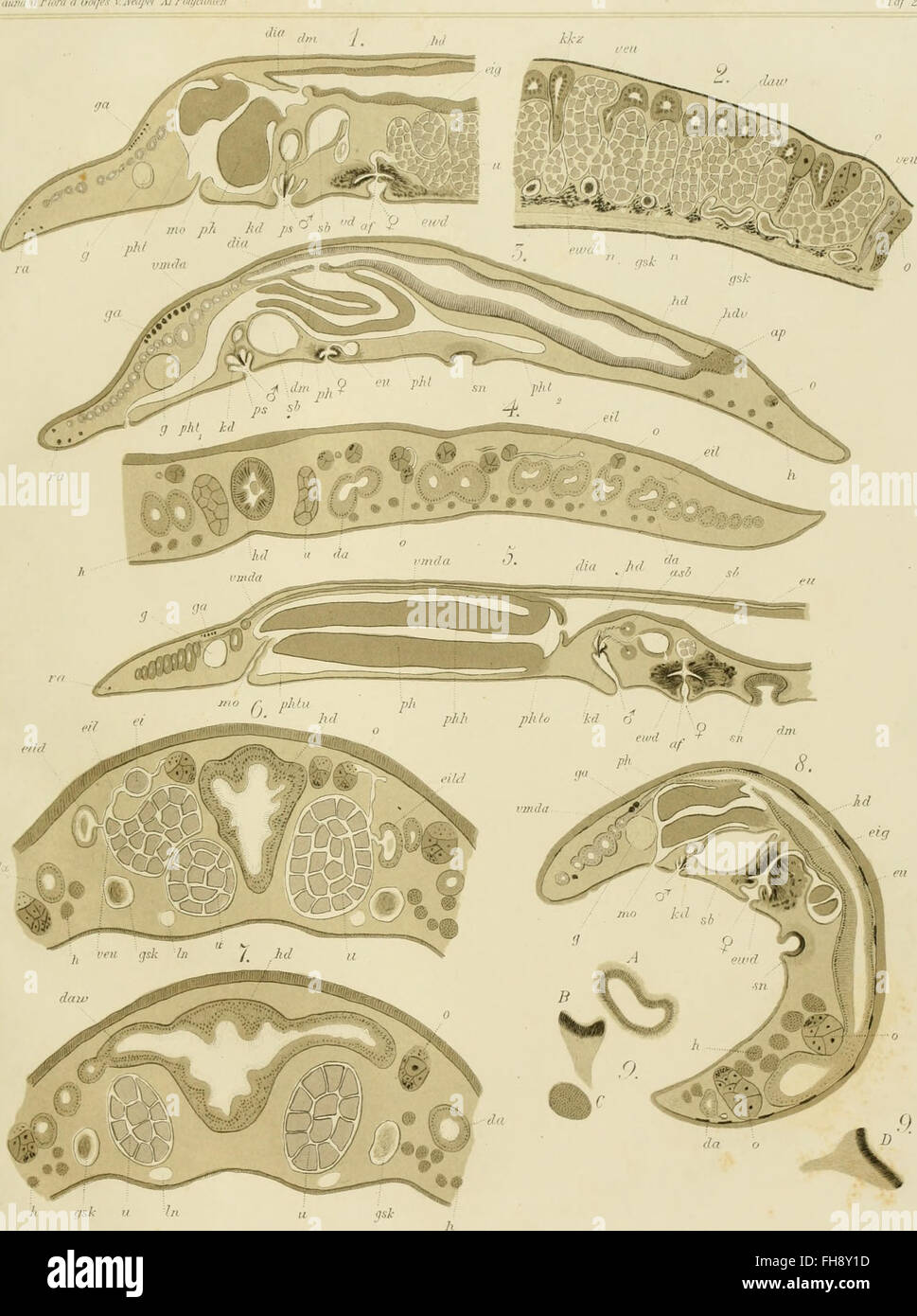 The Polyclads (Sea Planarians) of the Gulf of Naples and the ...