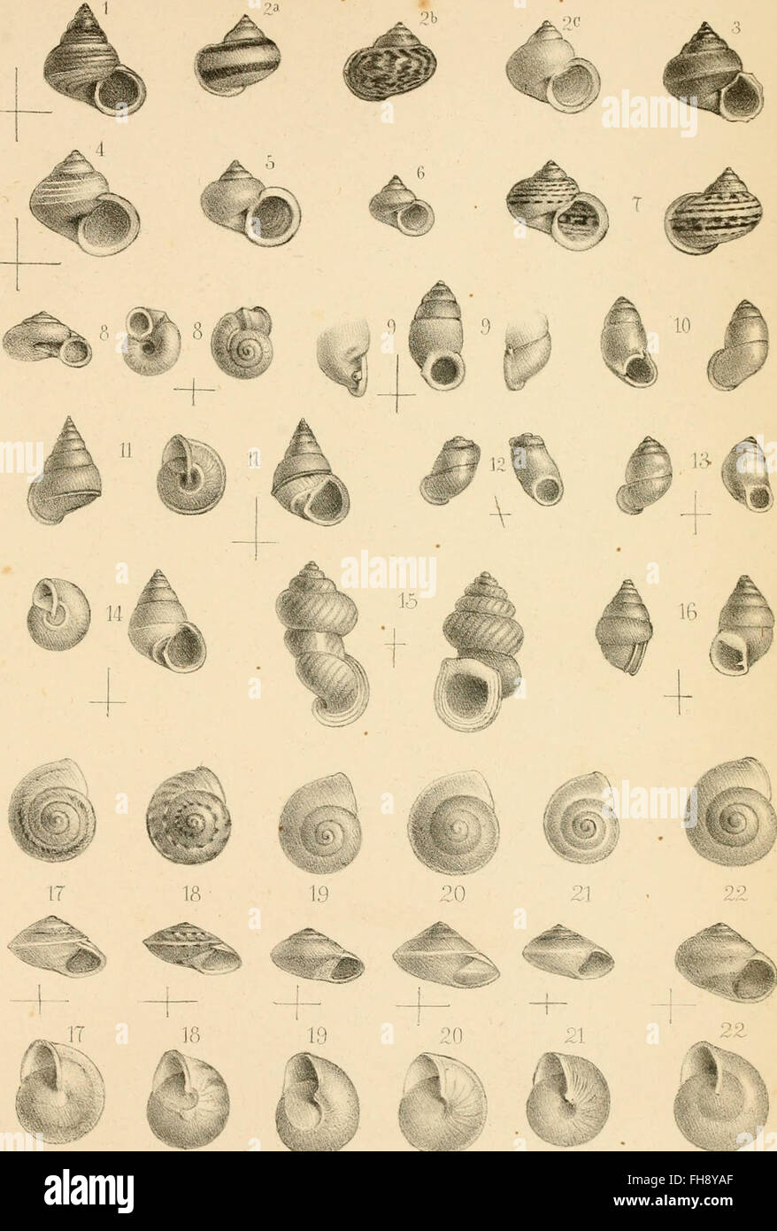 The Prussian Expedition to East Asia, conducted in the 19th century ...