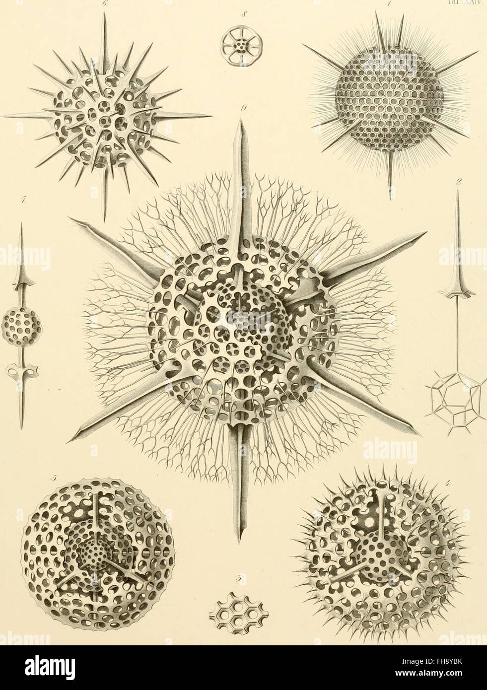 A 1862 monograph on Radiolarians (Rhizopoda radiaria), a group of ...