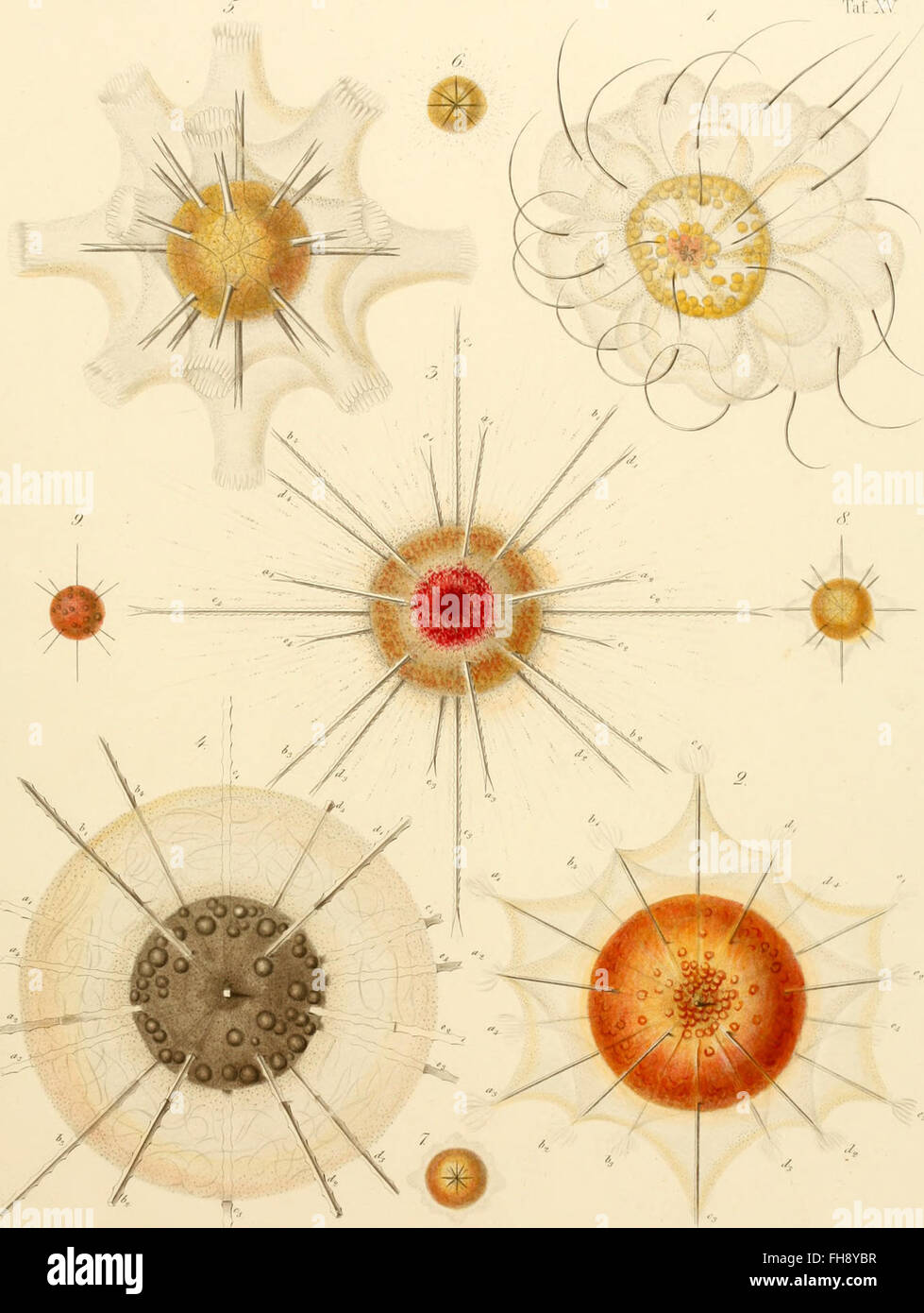 A 1862 monograph on Radiolarians (Rhizopoda radiaria), detailing their ...