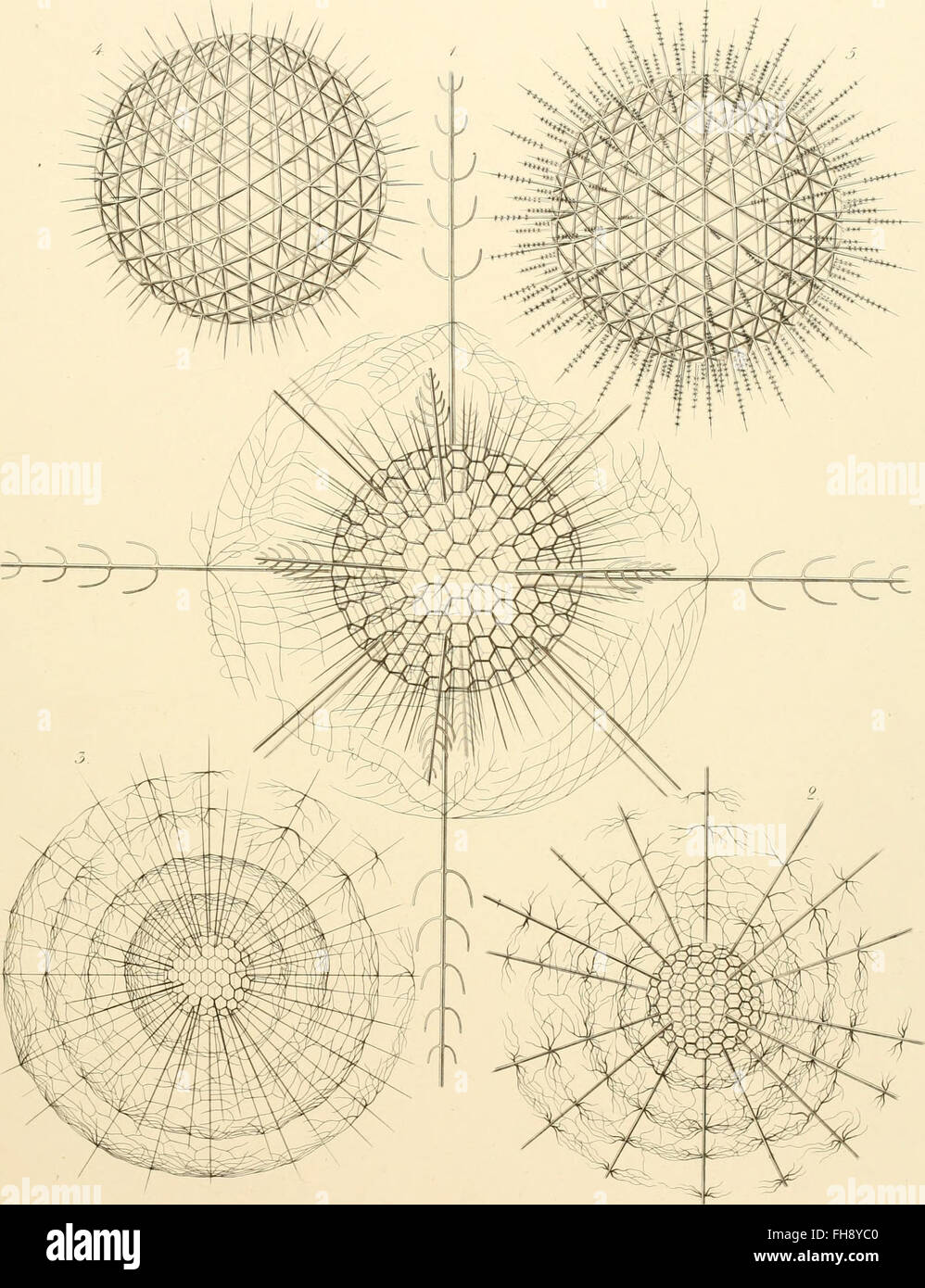 Die Radiolarien (1862) is a monograph on radiolarians, detailing the ...