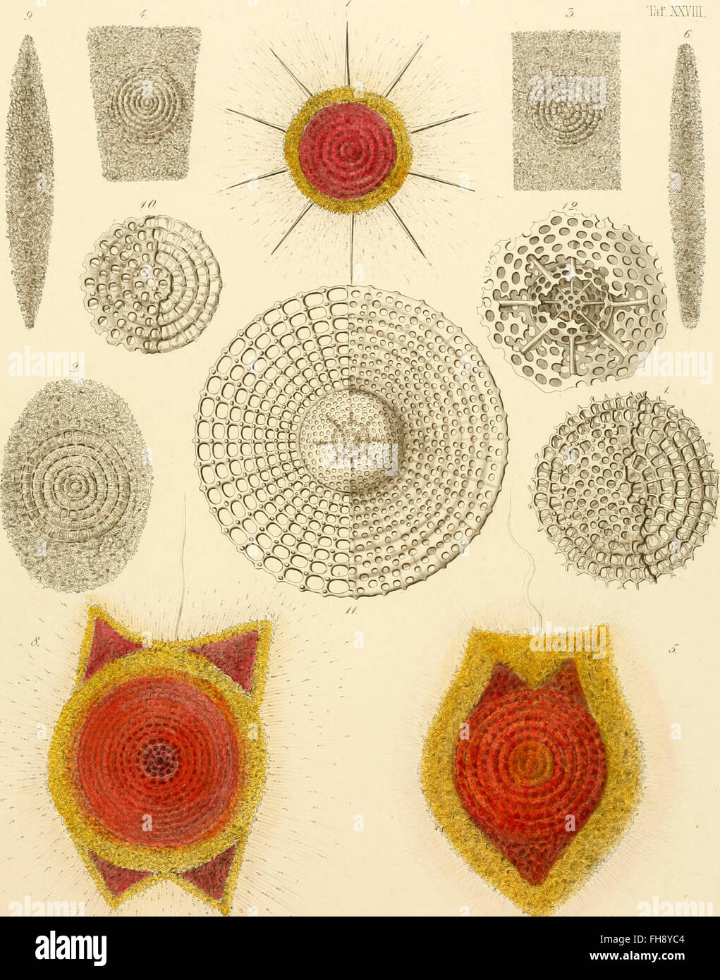 A monograph from 1862 detailing Radiolaria (Rhizopoda radiaria), a ...