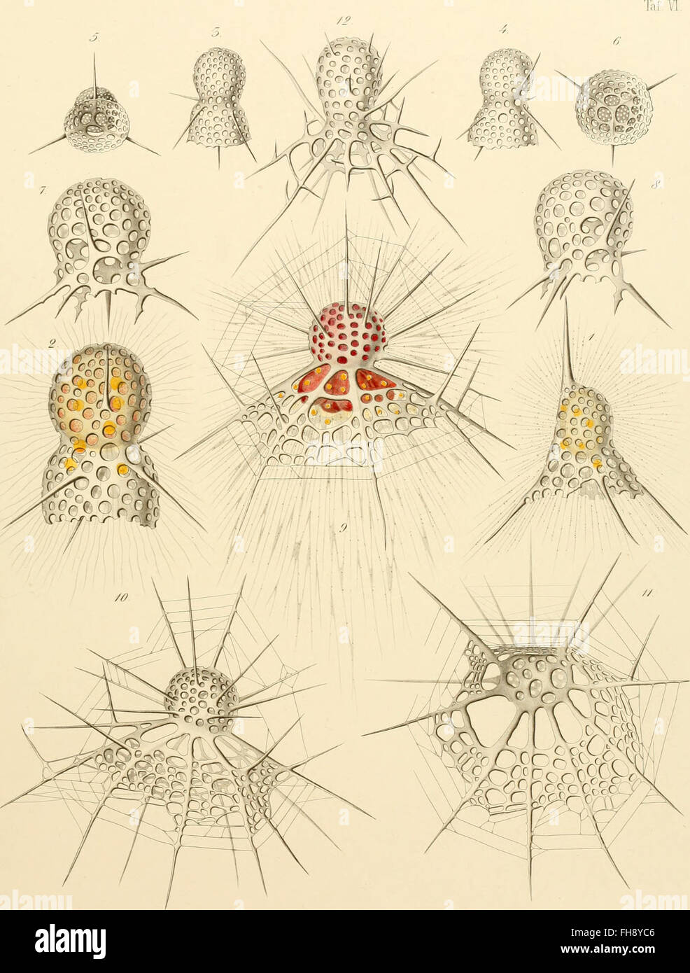 A monograph on Radiolarians (Rhizopoda radiaria), focusing on their ...