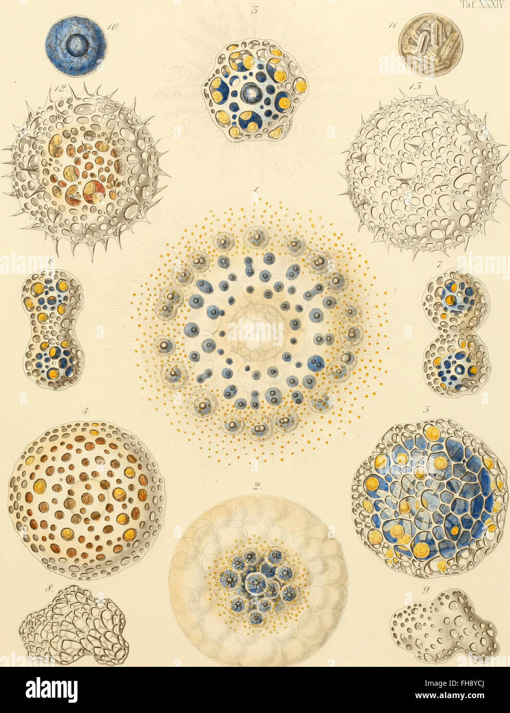 An 1862 monograph detailing the study of Radiolarians, microscopic ...