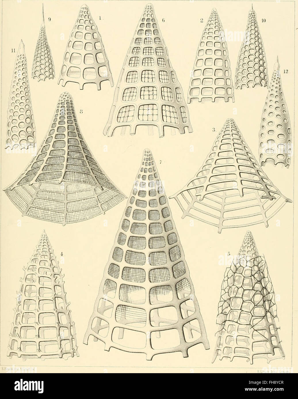 Microscopic radiolarians hi-res stock photography and images - Alamy