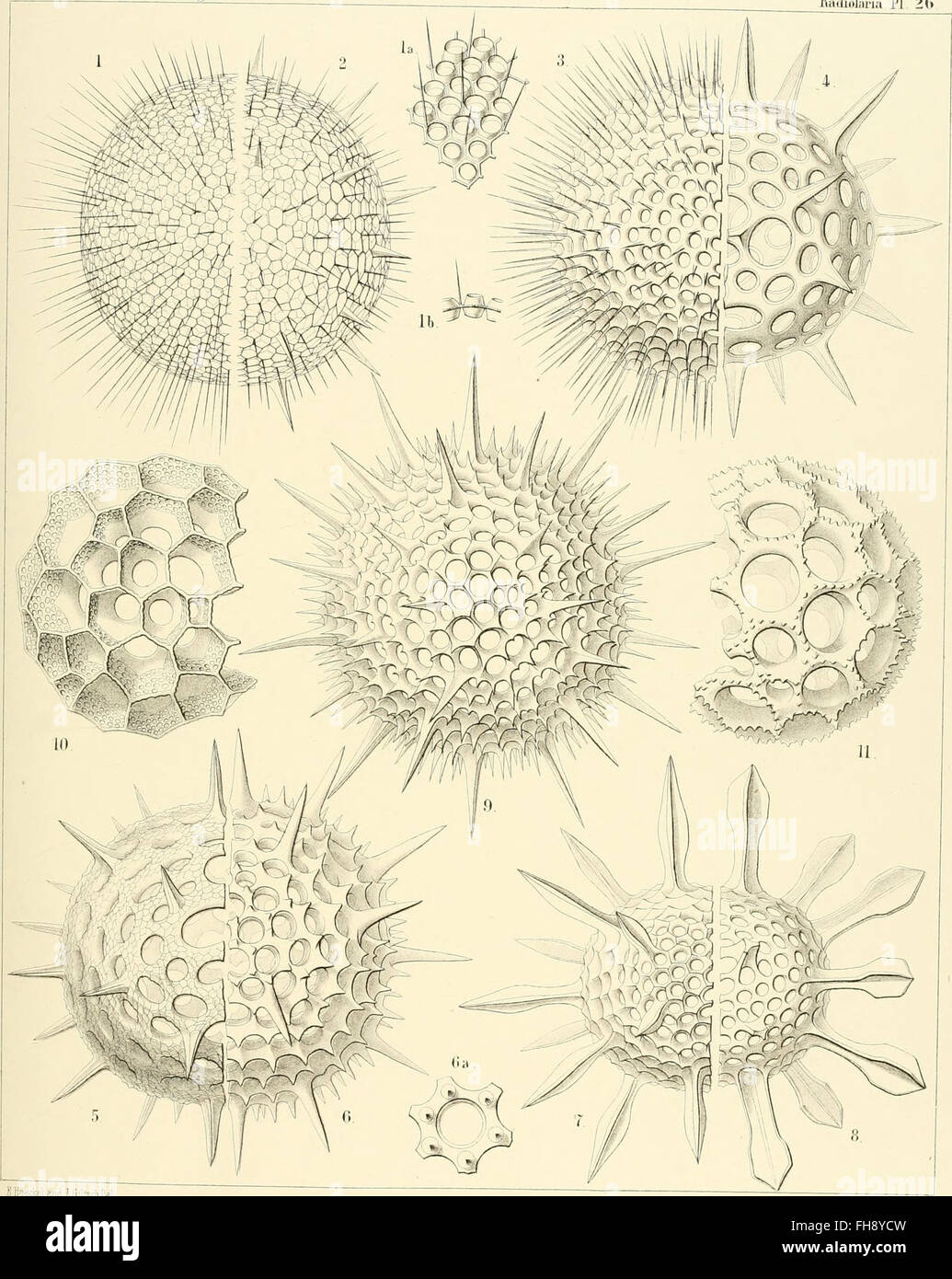Die Radiolarien (Rhizopoda Radiaria) - A Monograph, 1887, Radiolarians ...