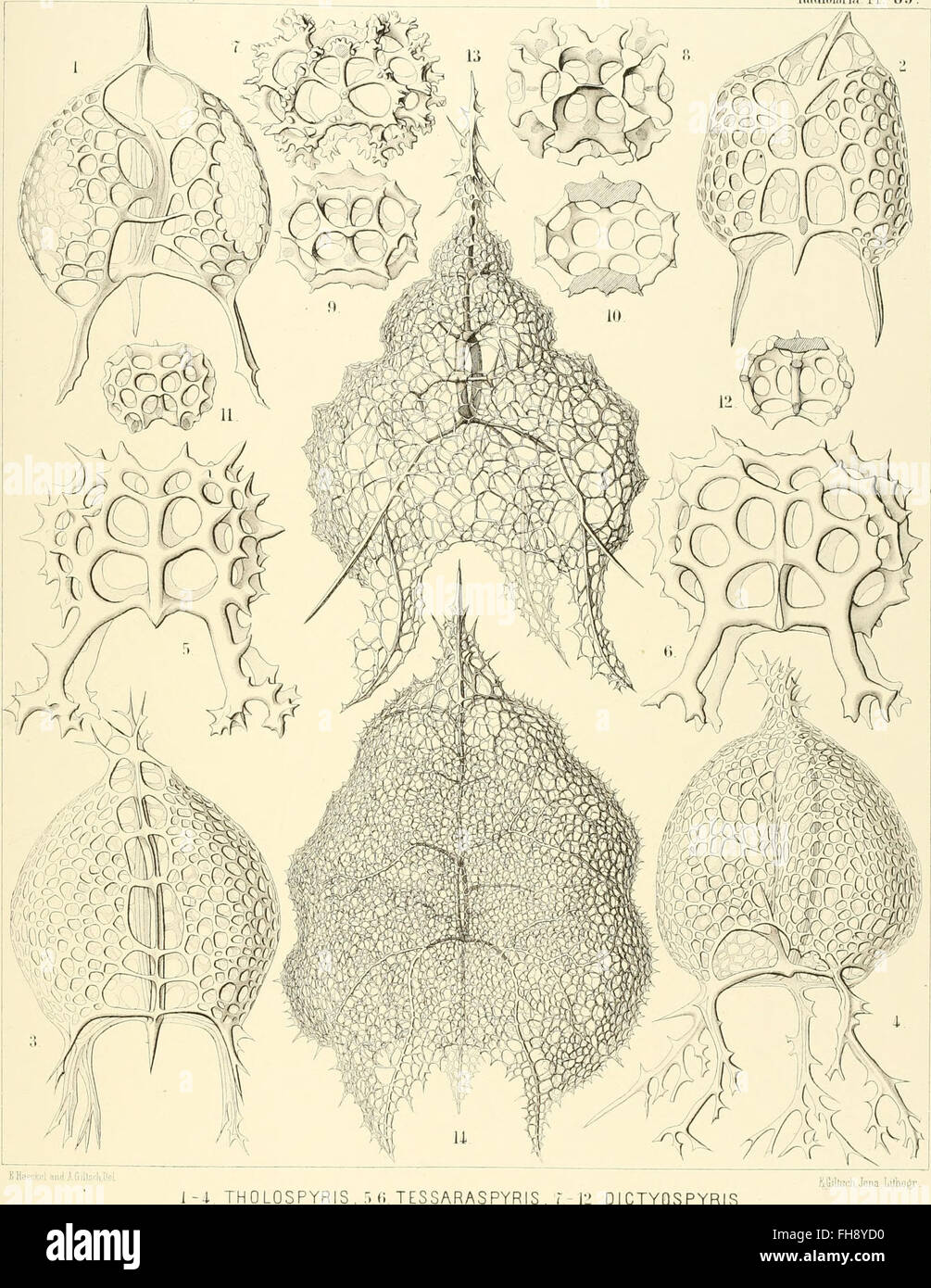 An 1887 monograph on Radiolaria (Rhizopoda radiaria), a group of ...