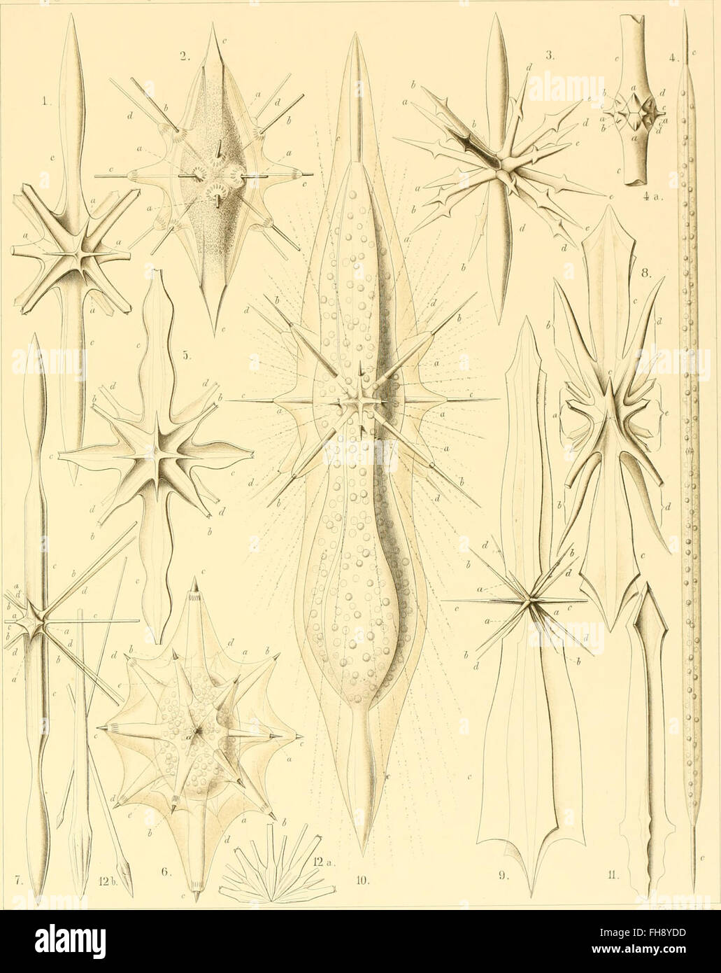 A monograph published in 1888 on the Radiolarians, a group of marine ...