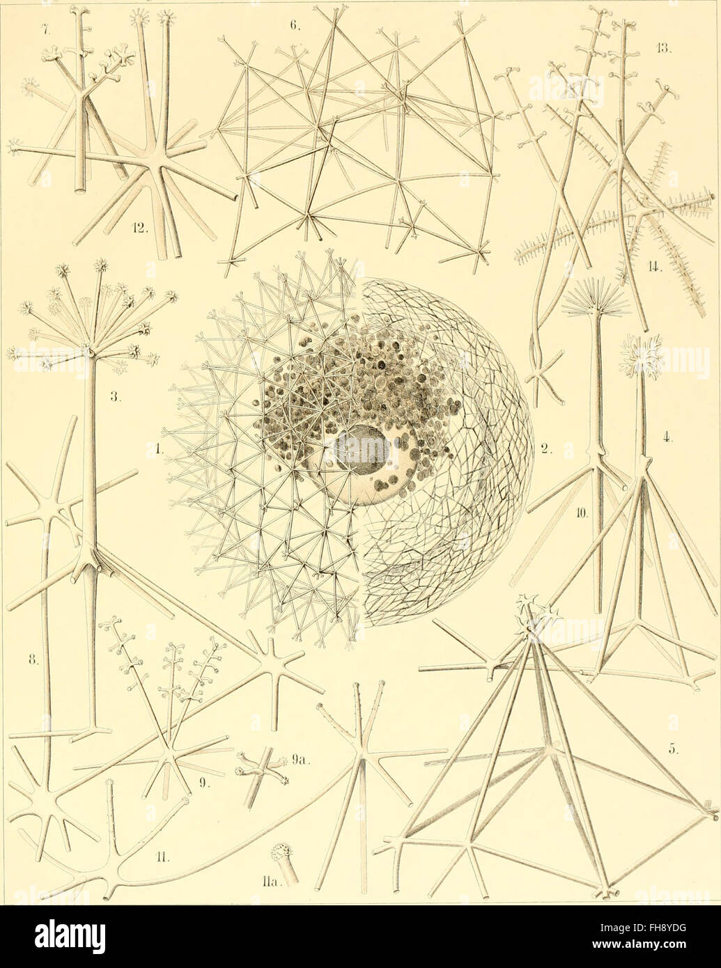 A monograph on Radiolaria (Rhizopoda radiaria) from 1888, detailing the ...