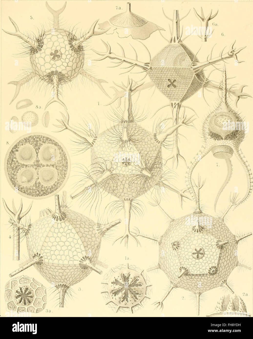 The Radiolaria (Rhizopoda Radiaria) - A Monograph (1888 Stock Photo - Alamy