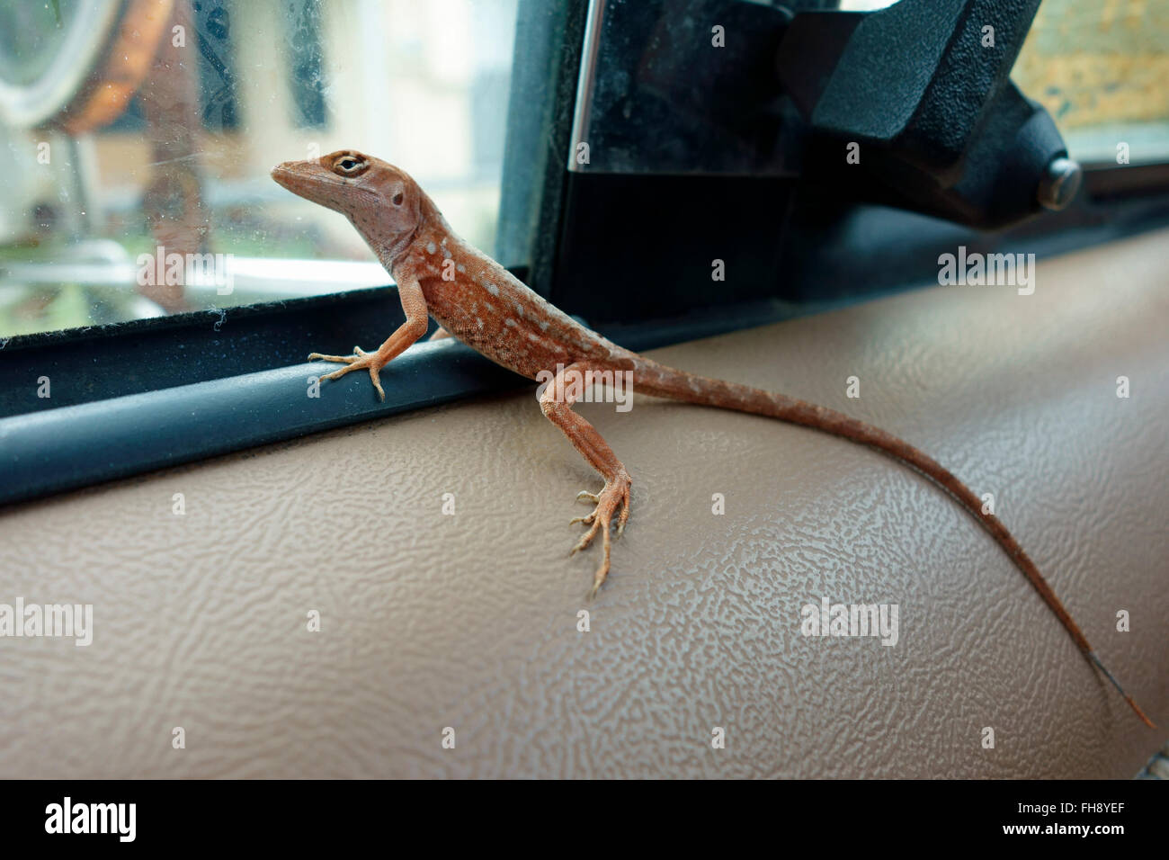 A brown anole (Anolis sagrei), also known as the Bahaman anole or De la ...