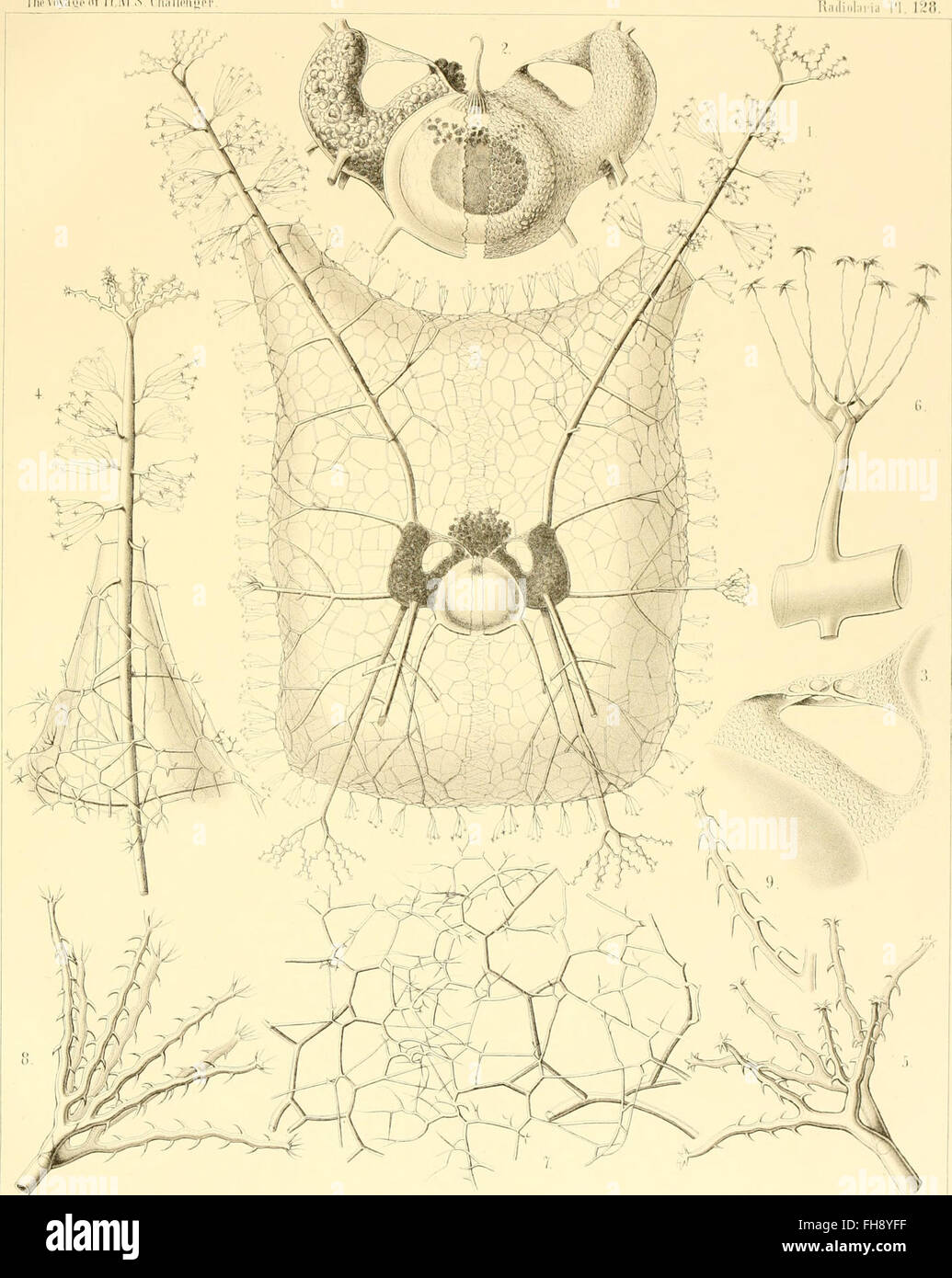An 1888 monograph dedicated to the study of Radiolarians (Rhizopoda ...