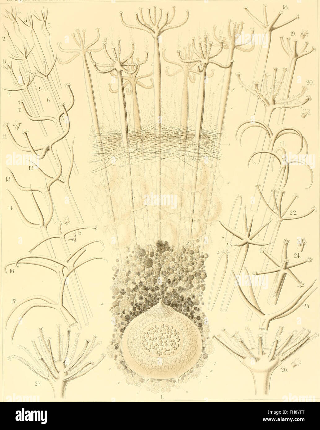 A monograph from 1888 on the Rhizopoda Radiaria, a group of microscopic ...