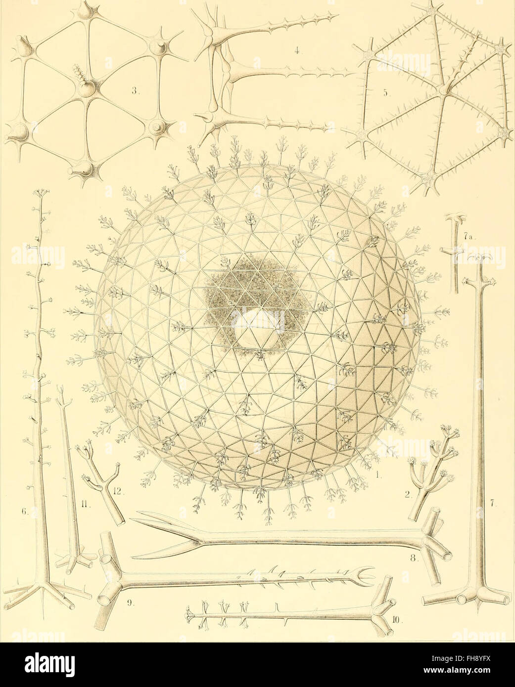 A detailed monograph on radiolarians, exploring their classification ...