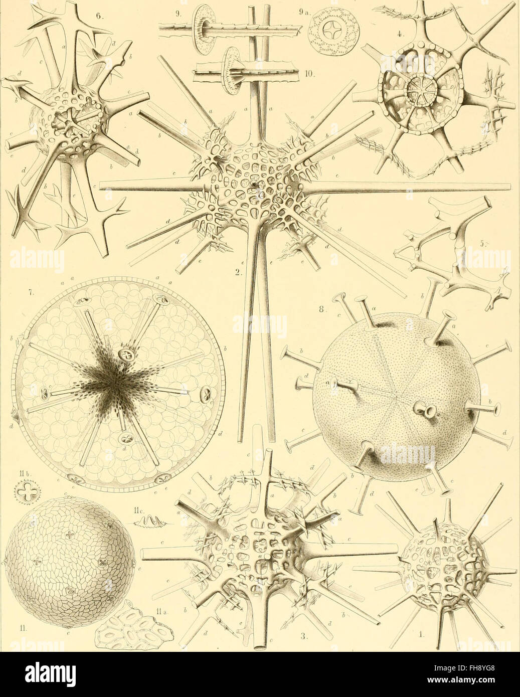 Die Radiolarien, a 1888 monograph on radiolarians (a type of protozoa ...