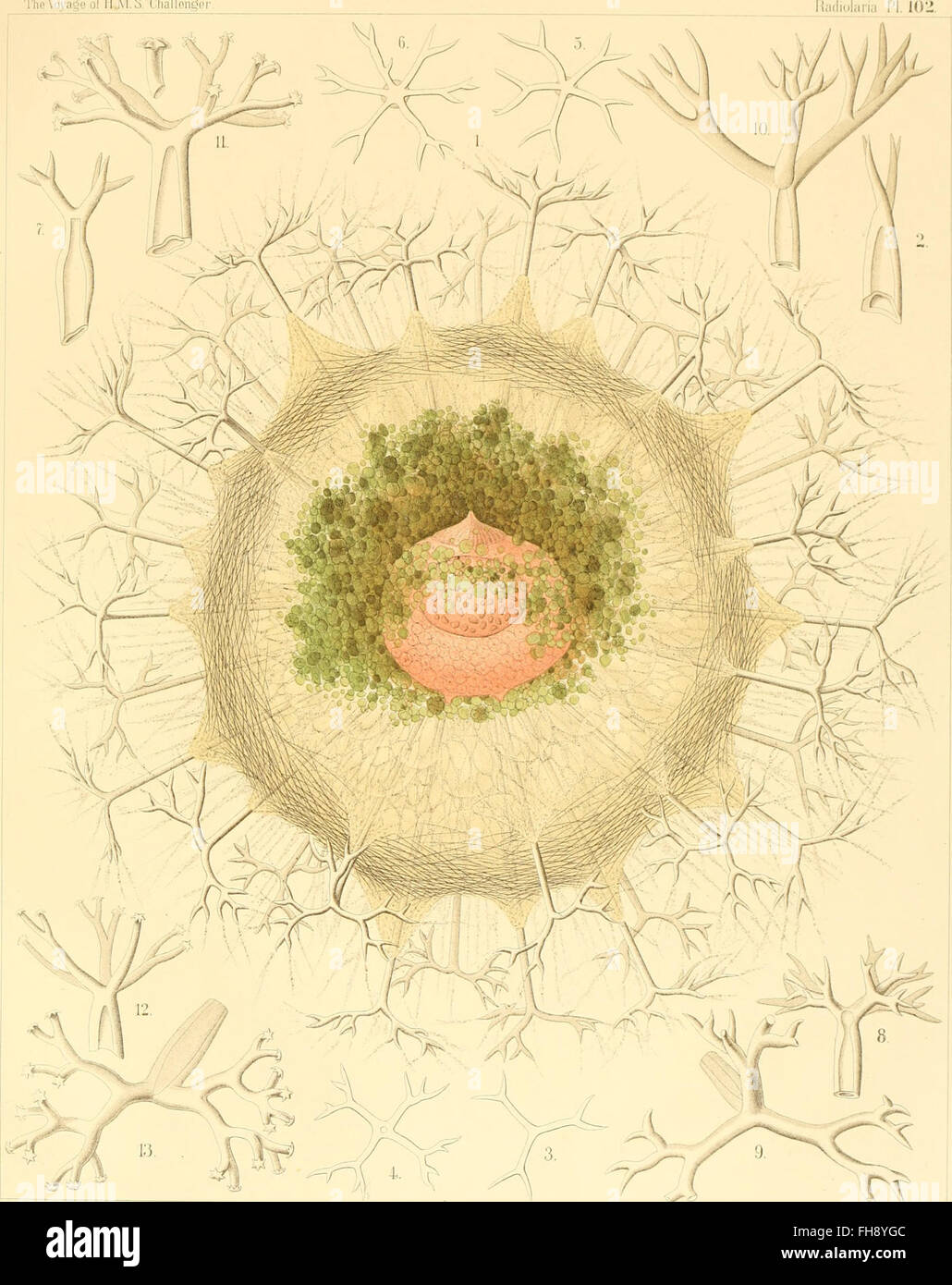 An in-depth monograph from 1888 on Radiolaria, single-celled organisms ...