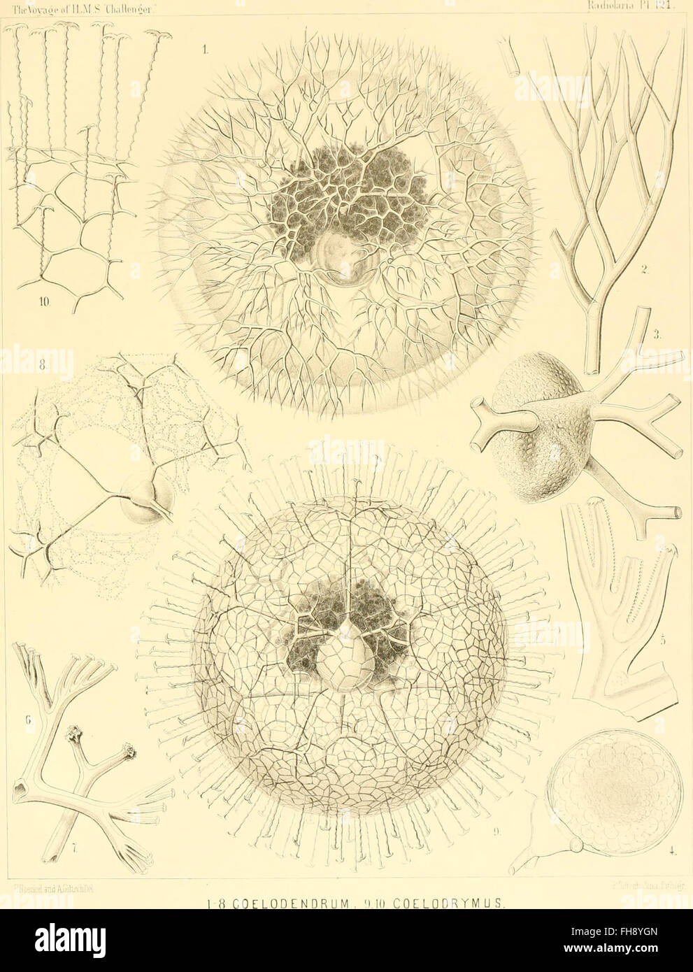 An 1888 monograph dedicated to the study of Radiolaria (Rhizopoda ...