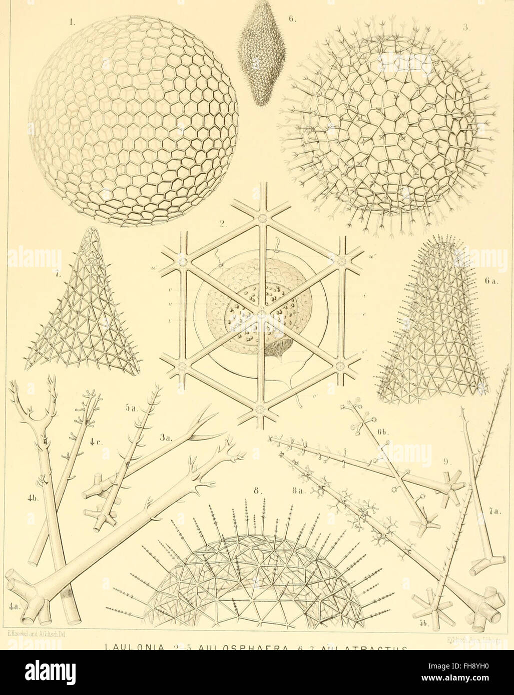 Die Radiolarien (1888): A monograph documenting the biology ...