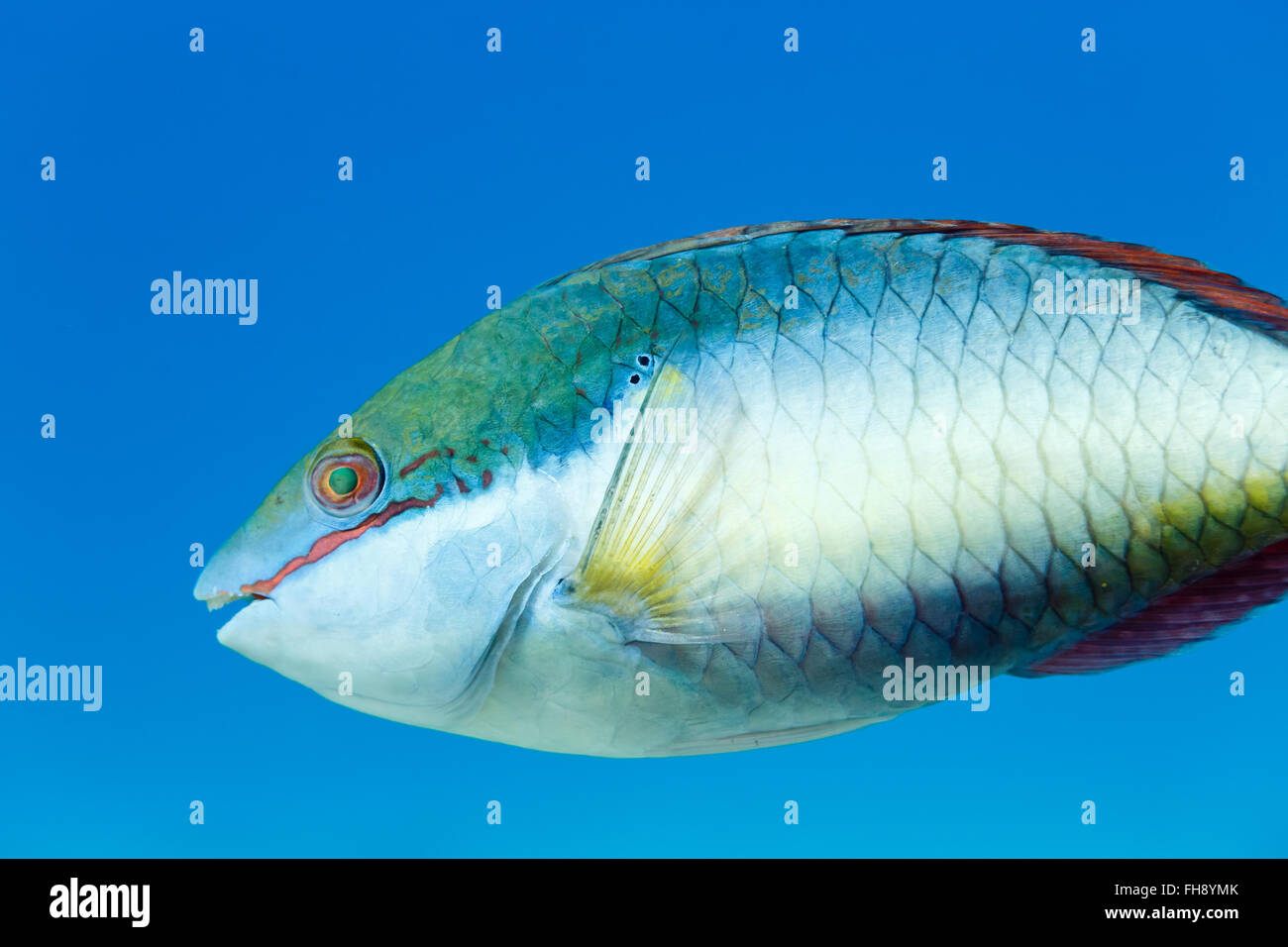 Parrot fish coral hi-res stock photography and images - Alamy