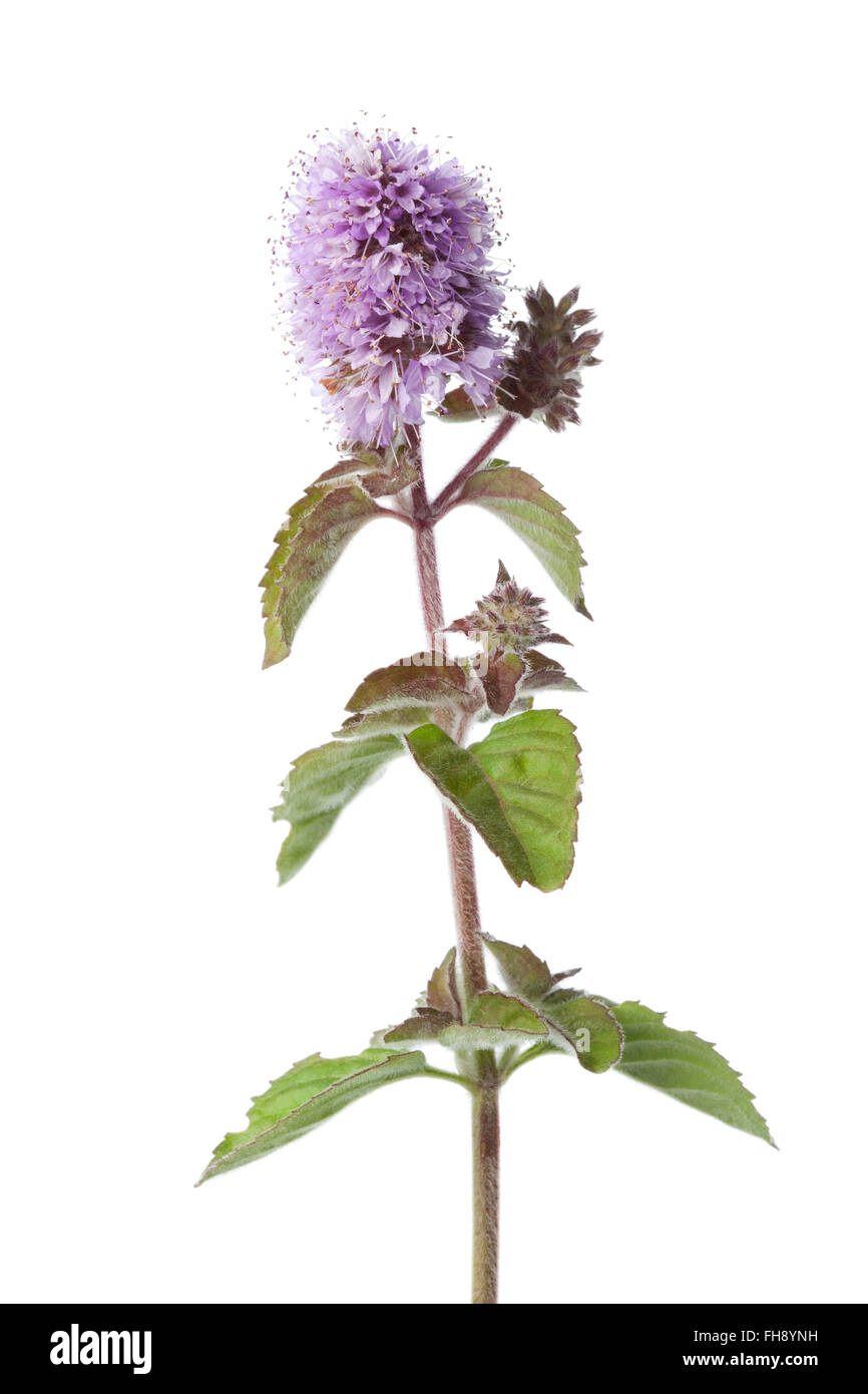 Fresh Flowering water mint close up isolated on white background Stock ...
