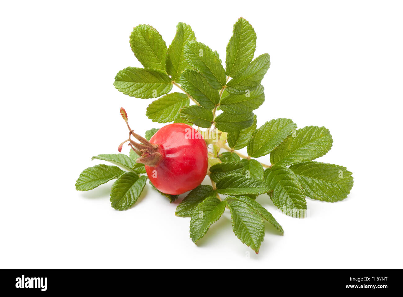 Red rose hip on Cut Out Stock Images & Pictures - Alamy