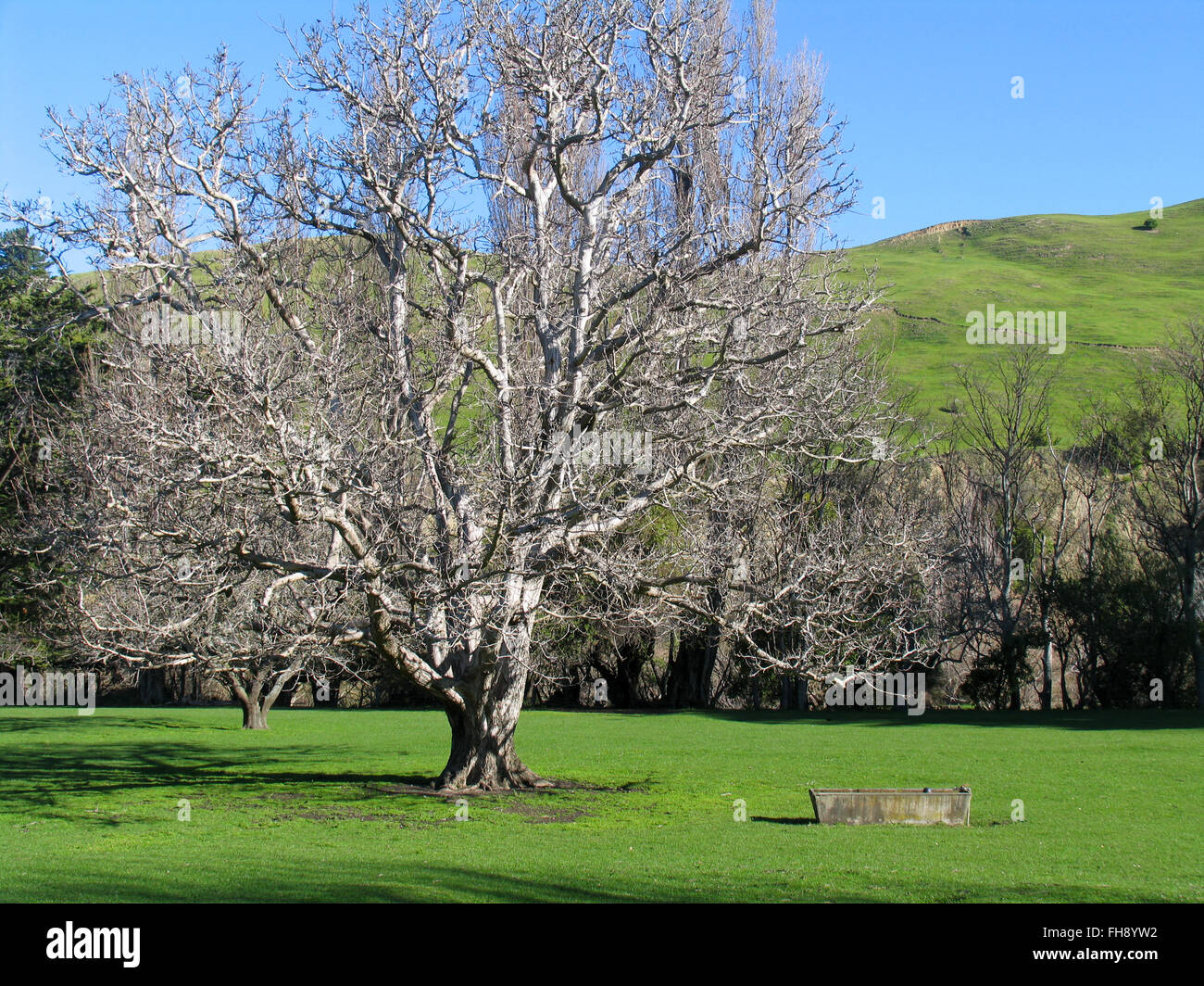 A deciduous tree and water trough in a green paddock Stock Photo - Alamy