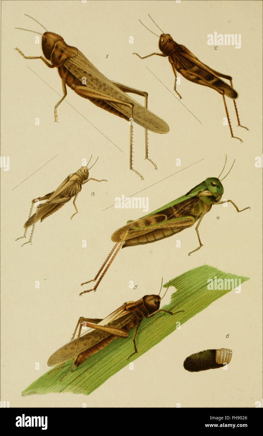 A 1910 German work discussing the harmful and beneficial insects of ...