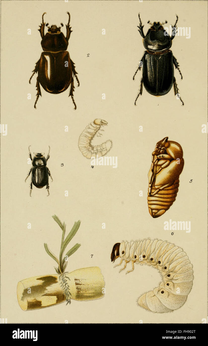A 1910 German work focusing on the harmful and beneficial insects of ...