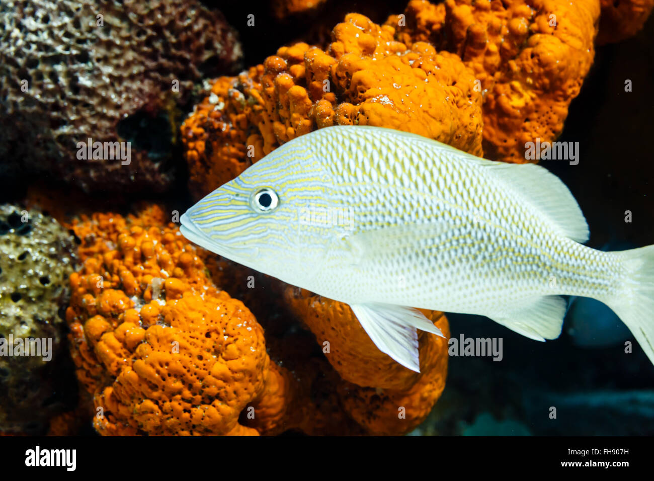 Grunt fish hi-res stock photography and images - Alamy