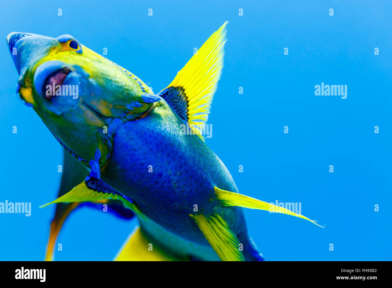 Underside of Queen Angelfish holacanthus ciliaris in blue water Stock ...