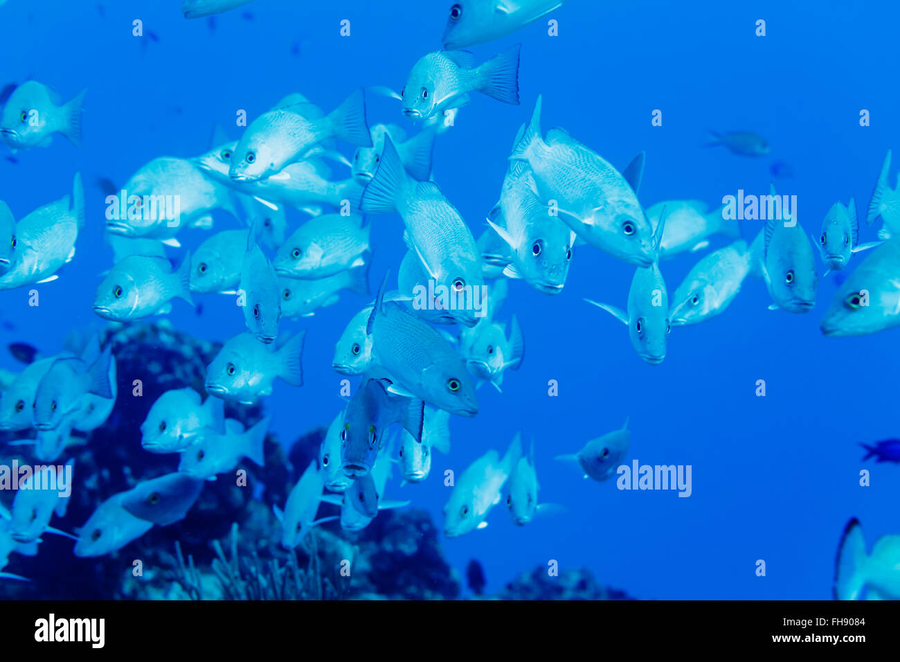 school of Gray Snapper lutjanus griseus swimming in blue water toward ...