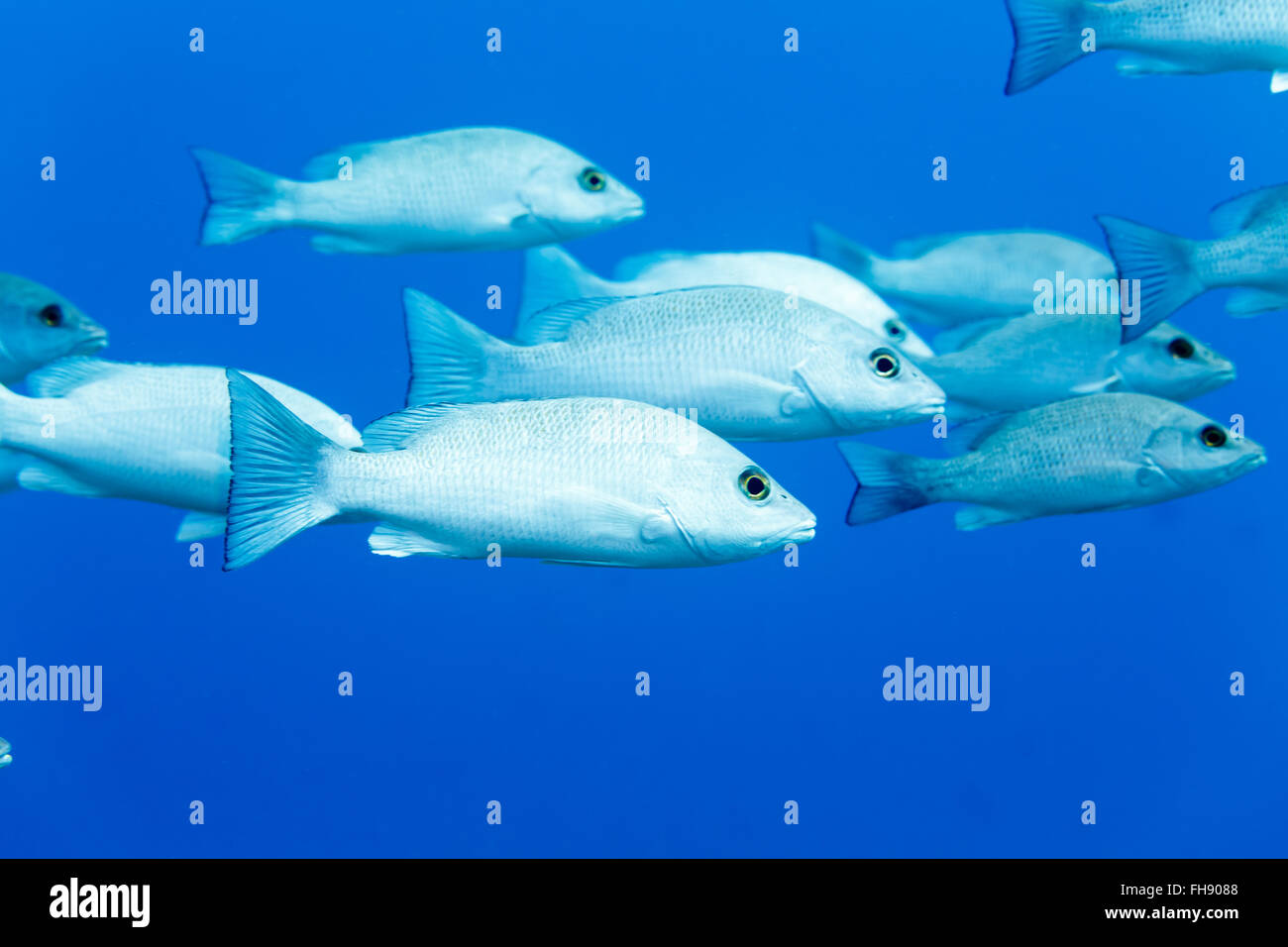 side view of school of Gray Snapper, lutjanus griseus, swimming in blue ...