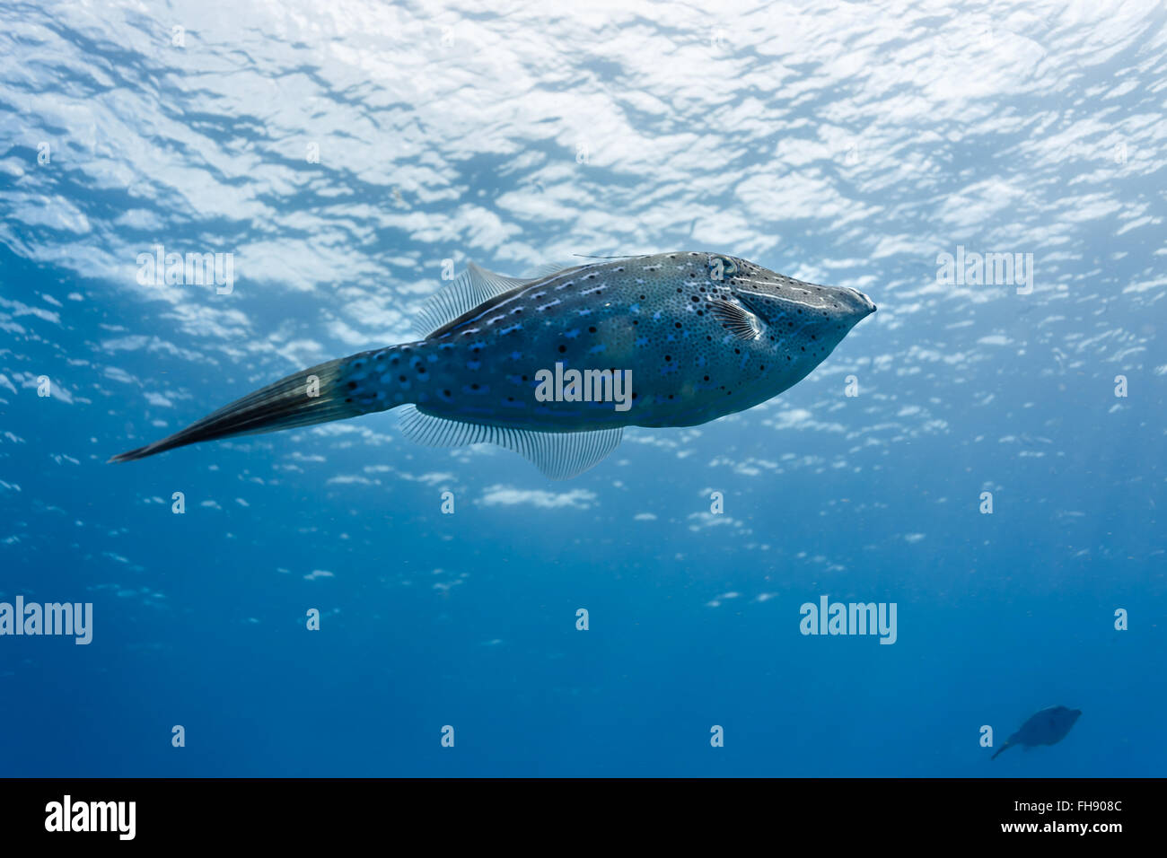Scrawled filefish hi-res stock photography and images - Alamy