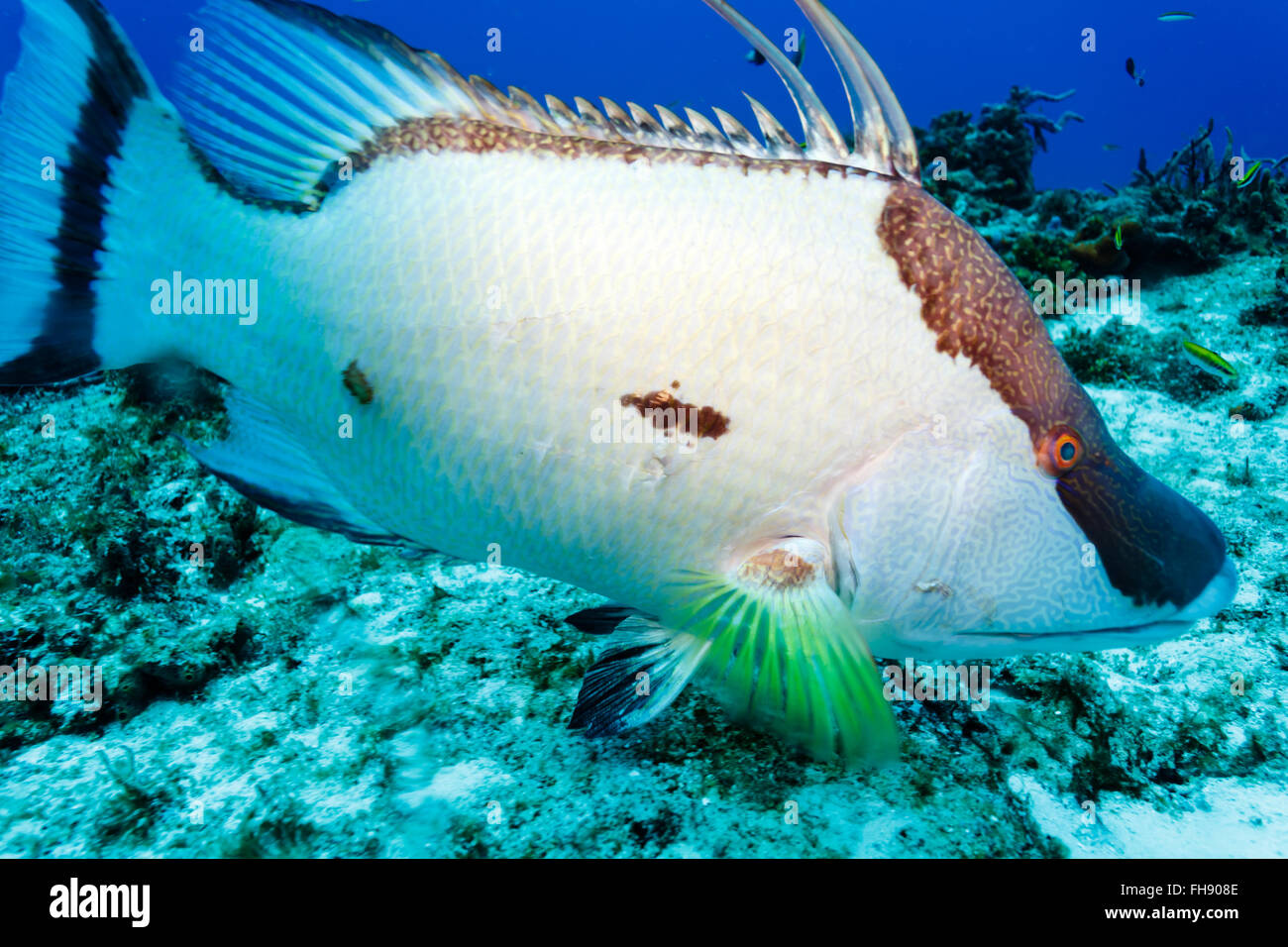 Coral Hogfish