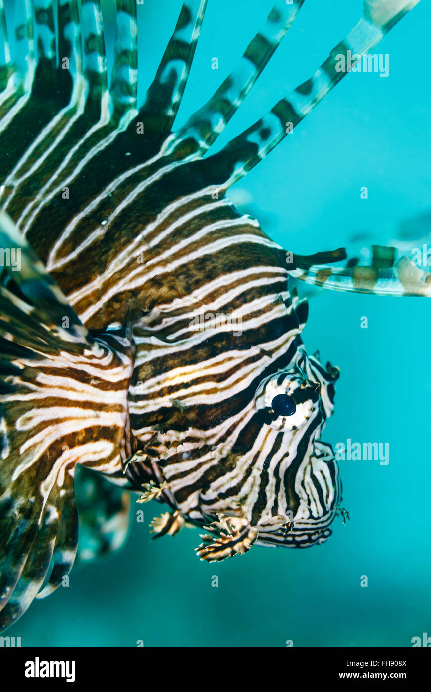 detail of the face and spines of the Invasive species Lion Fish ...
