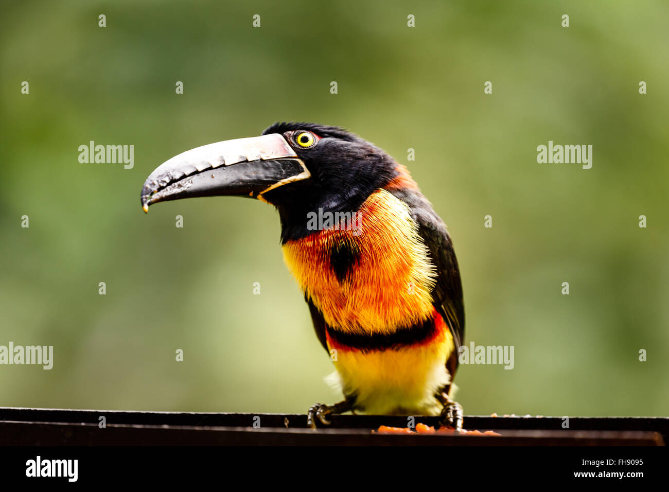 Close up of wild green-billed red-breasted toucan, Ramphastos dicolorus ...
