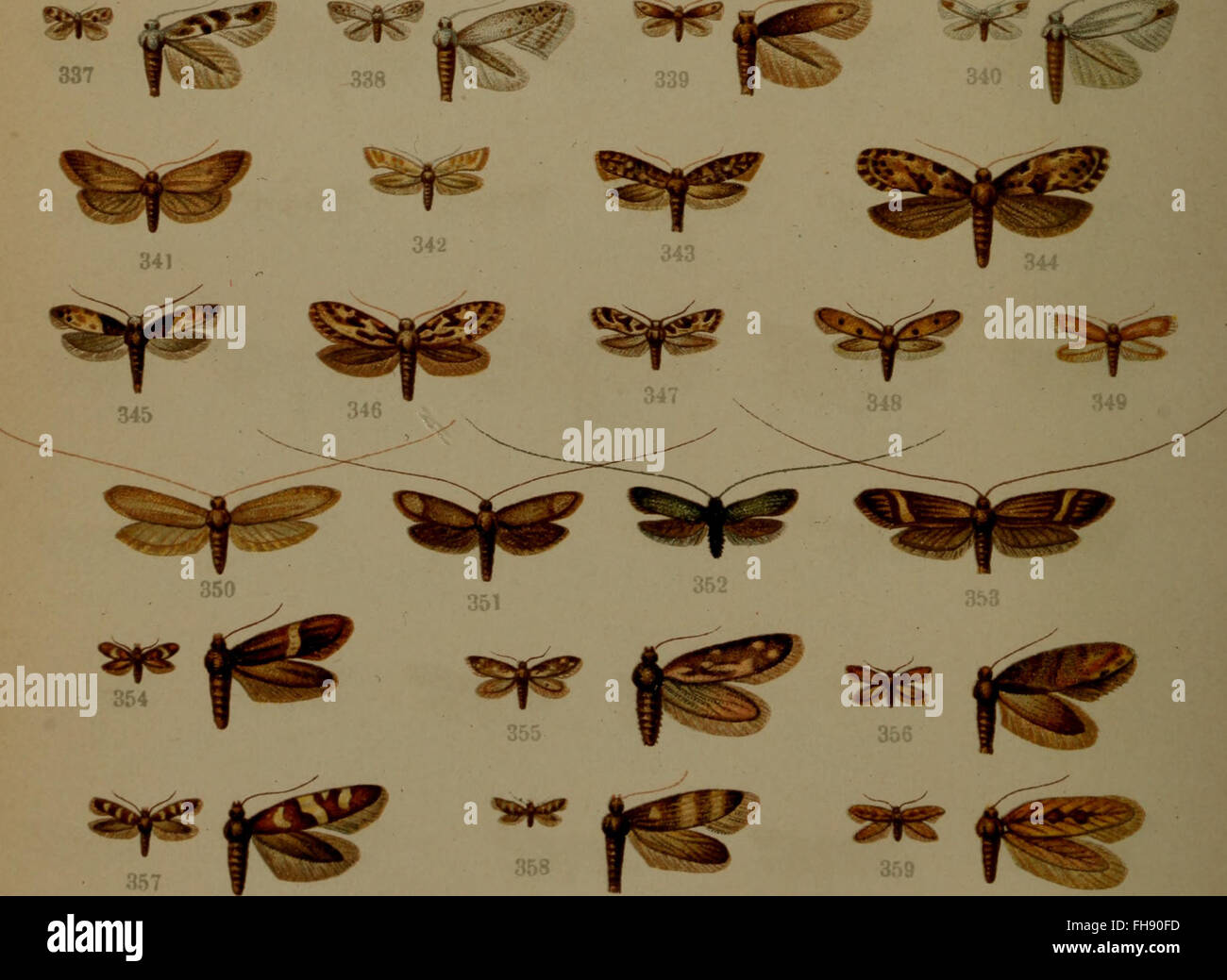 The Butterflies of Germany with a Special Focus on their Biology (1913 ...
