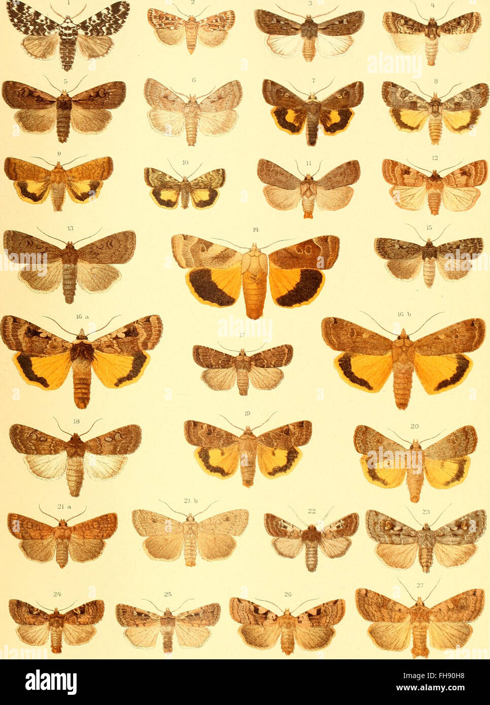 Detailed study of various butterfly species hi-res stock photography ...