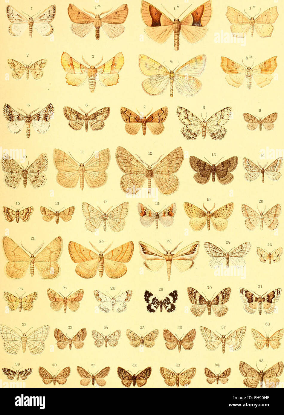 A 1908 work focusing on the butterflies of Europe, providing detailed ...